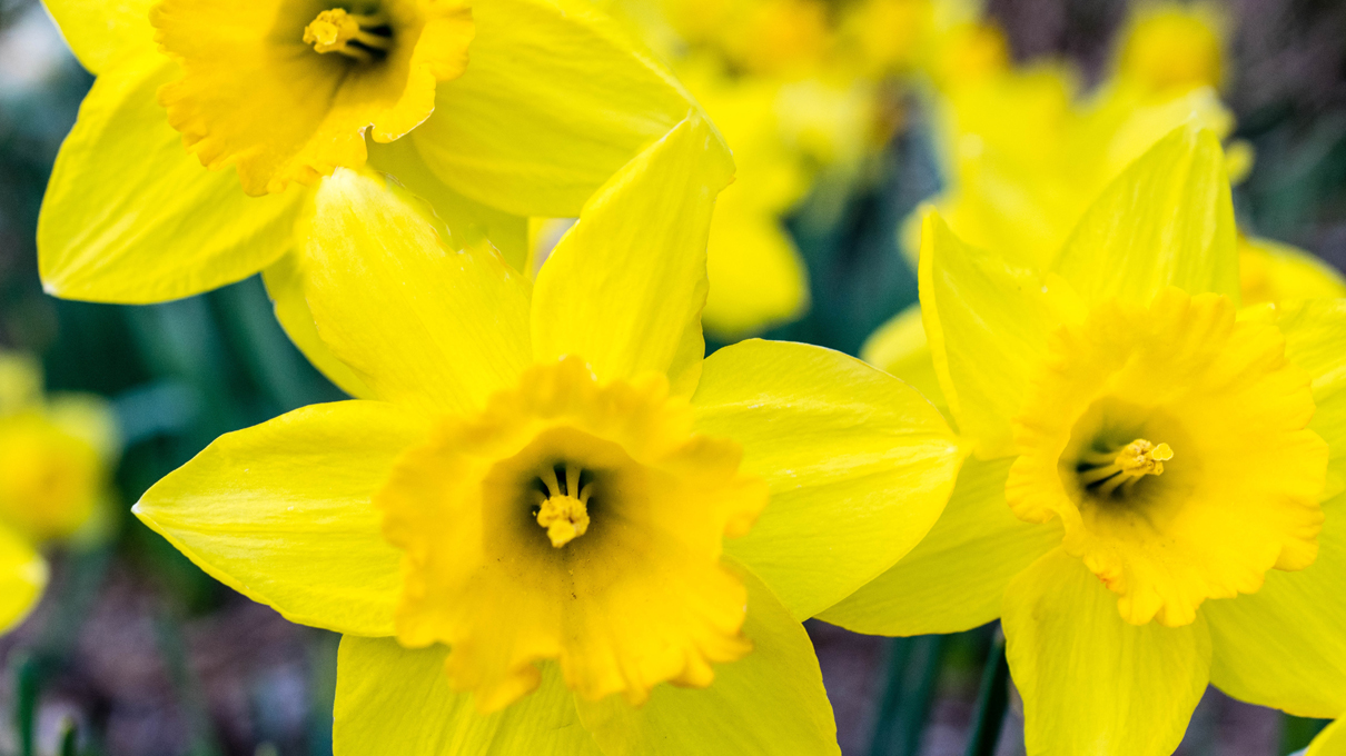 Spring symbols remind us of Resurrection