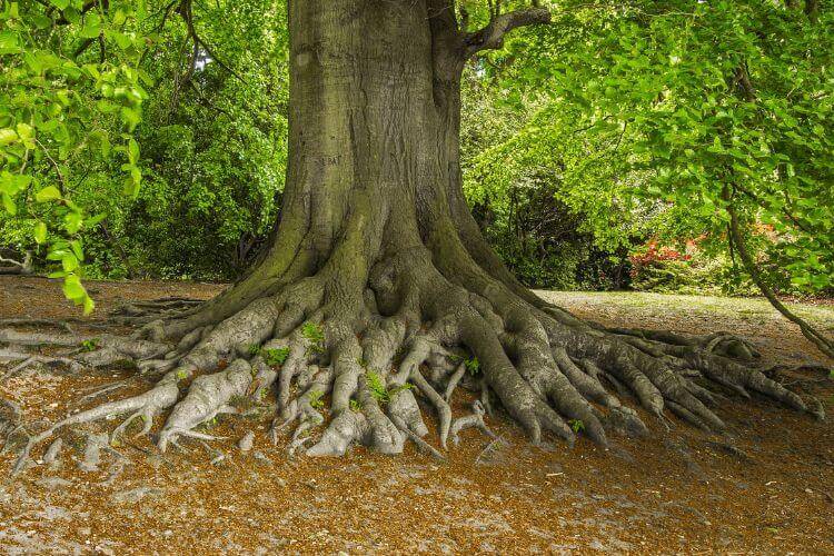 Devotional: The deep roots of discipleship | UMC.org